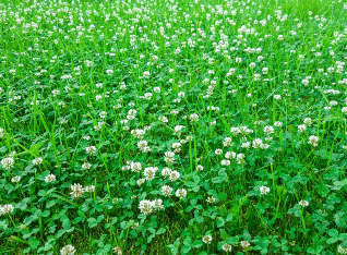 Corteva: Pasture and Land Management Herbicide Training